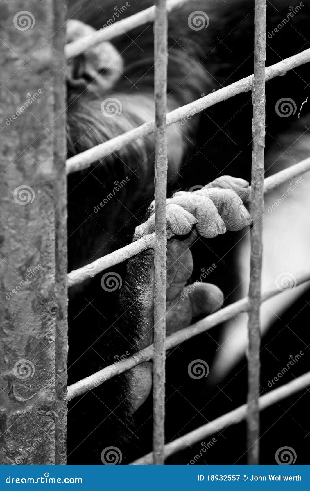 Caged monkey stock image. Image of captivity, locked - 18932557