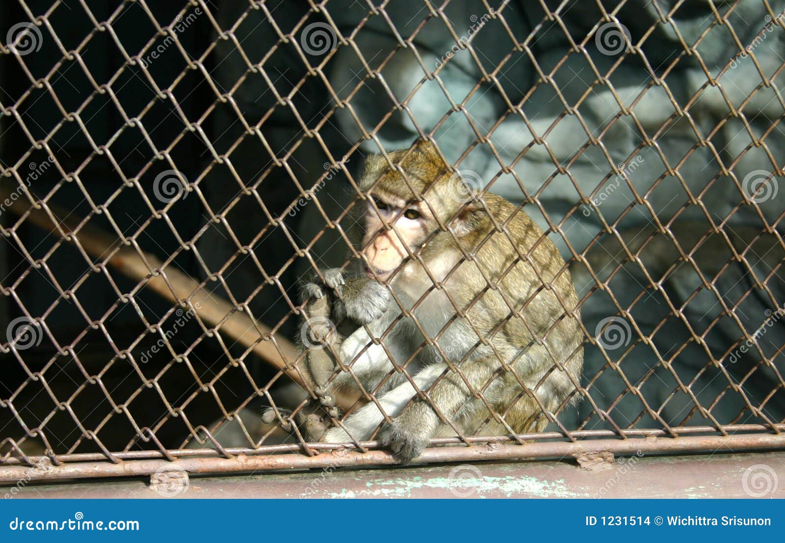Caged monkey 2 stock photo. Image of rights, primate, mammal - 1231514