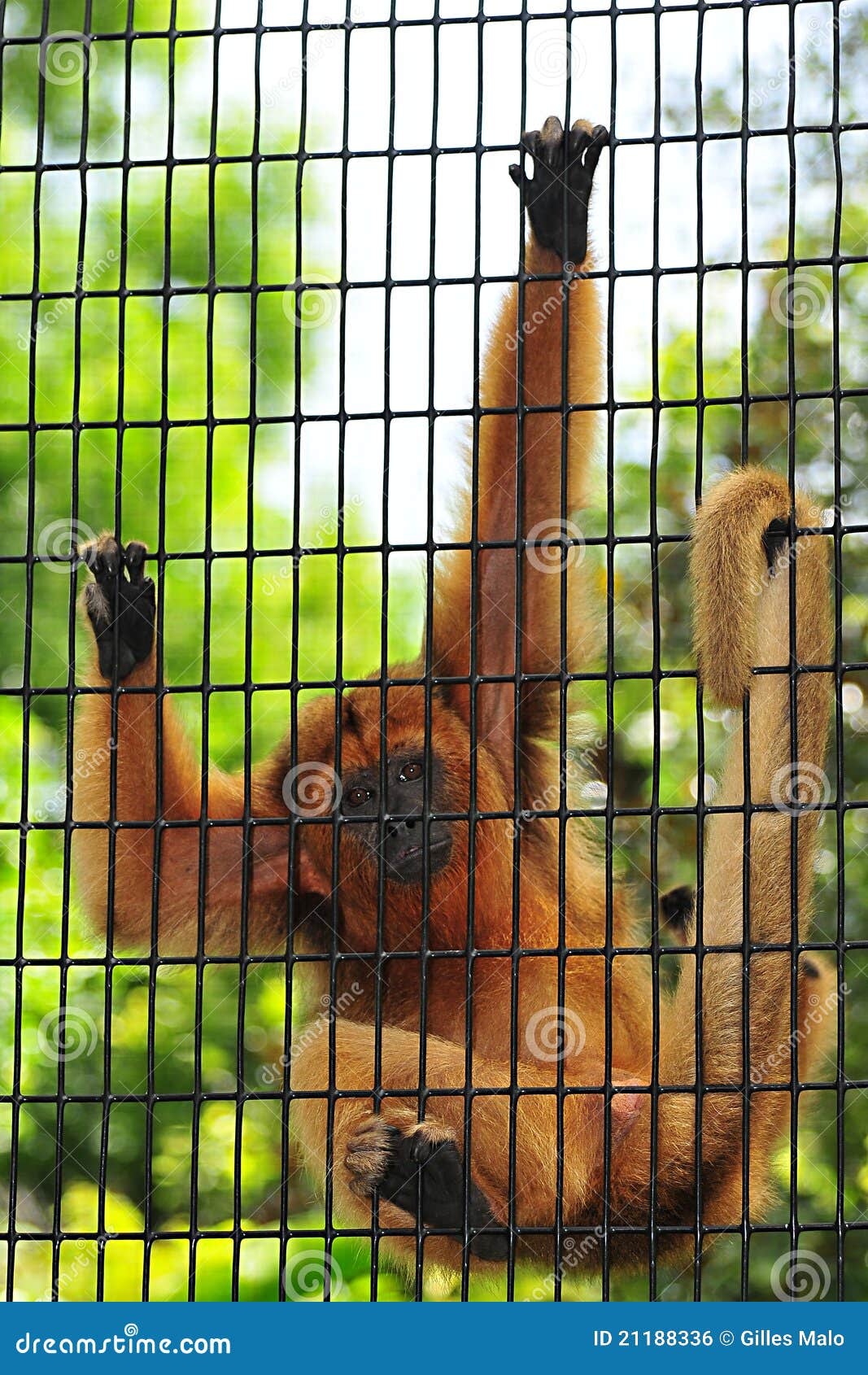 Caged Monkey stock photo. Image of holds, rainforest - 21188336