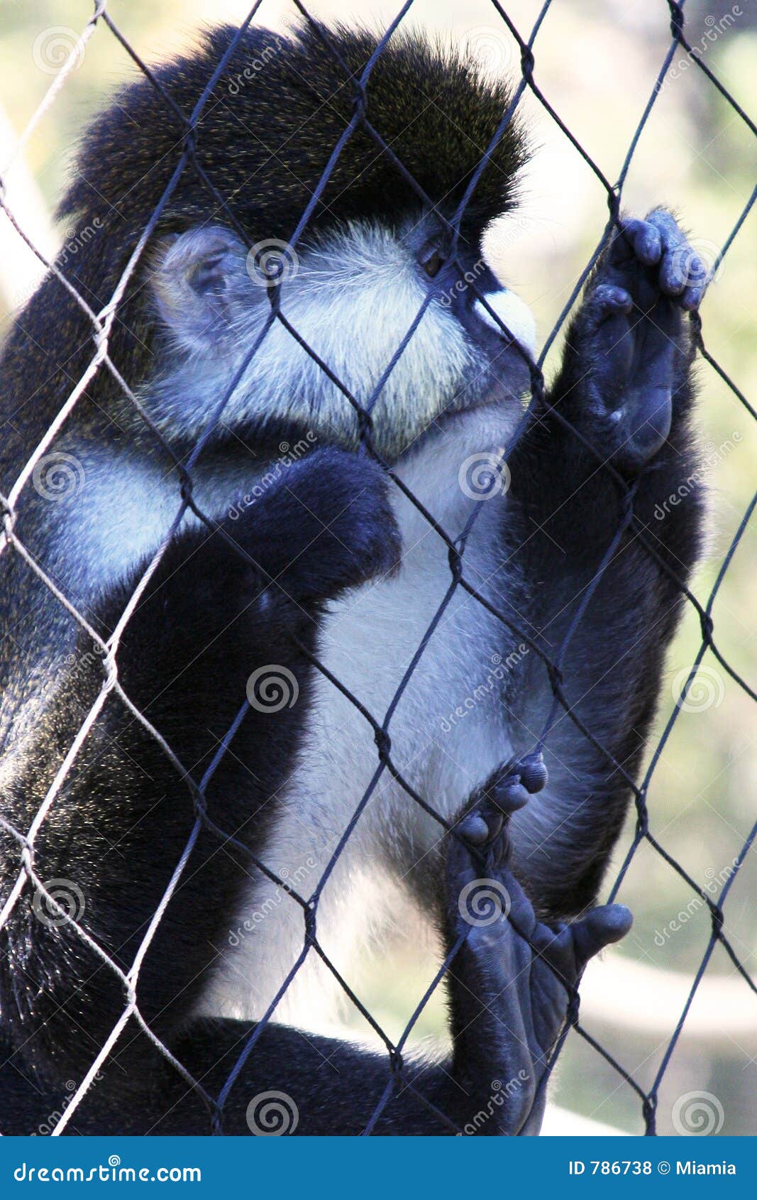 Caged Monkey stock photo. Image of emotion, primates, rights - 786738