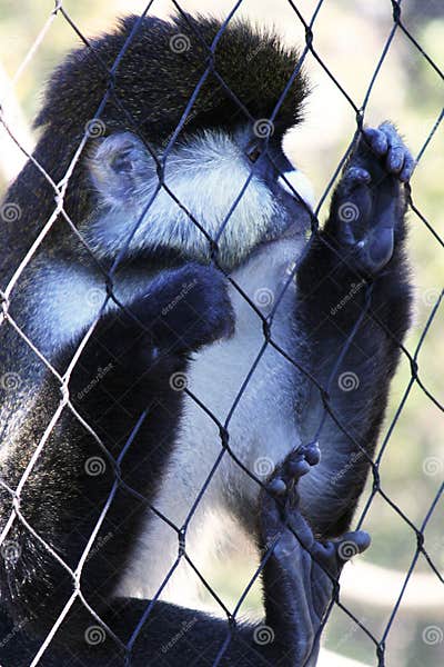 Caged Monkey stock photo. Image of emotion, primates, rights - 786738