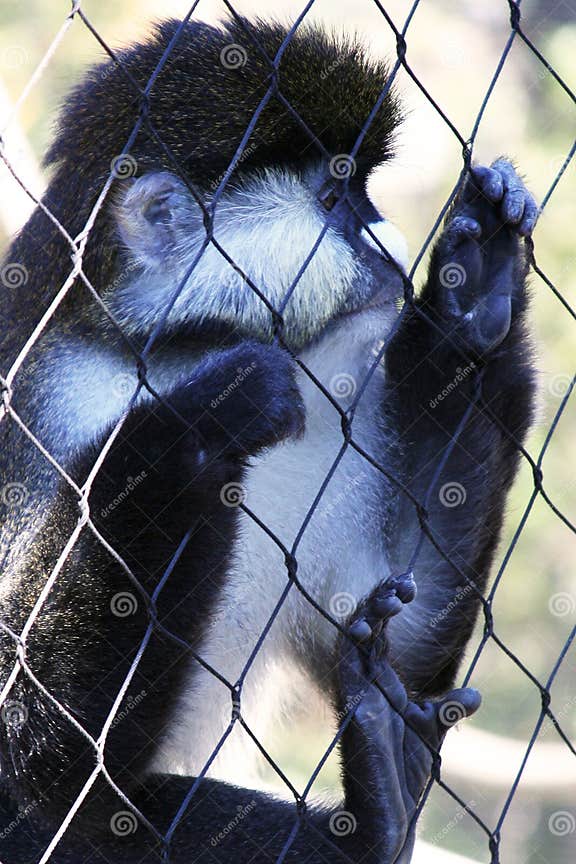 Caged Monkey stock photo. Image of emotion, primates, rights - 786738