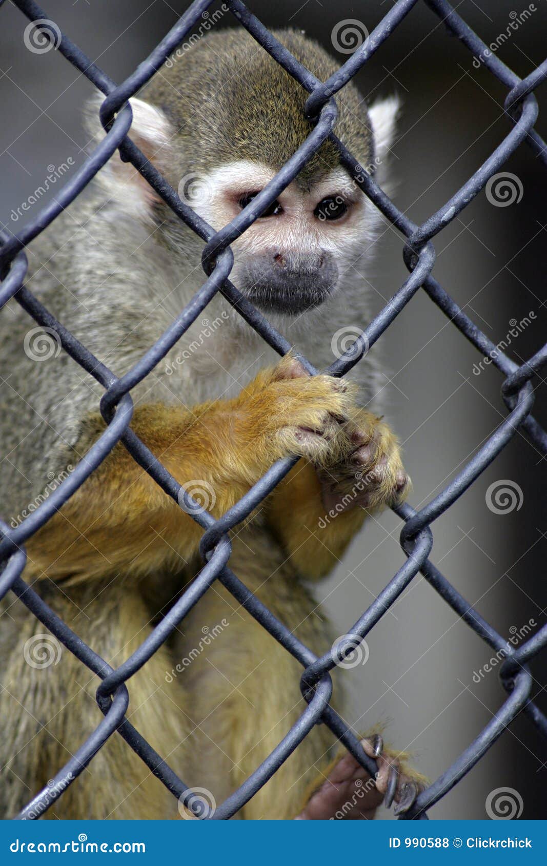 Caged Monkey stock photo. Image of hair, hand, melancholy - 990588