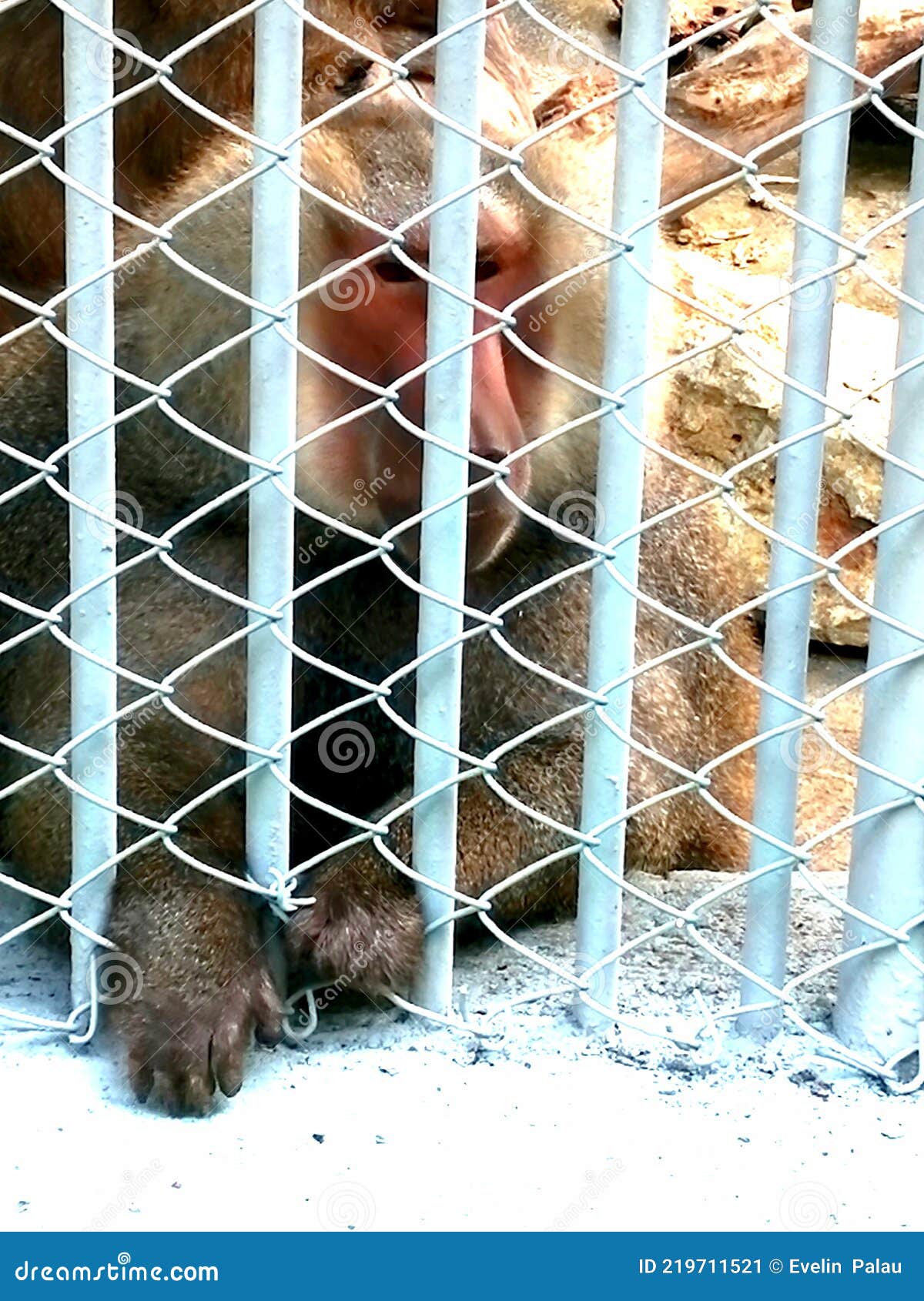 Caged monkey stock image. Image of mammal, monkey, caged - 219711521
