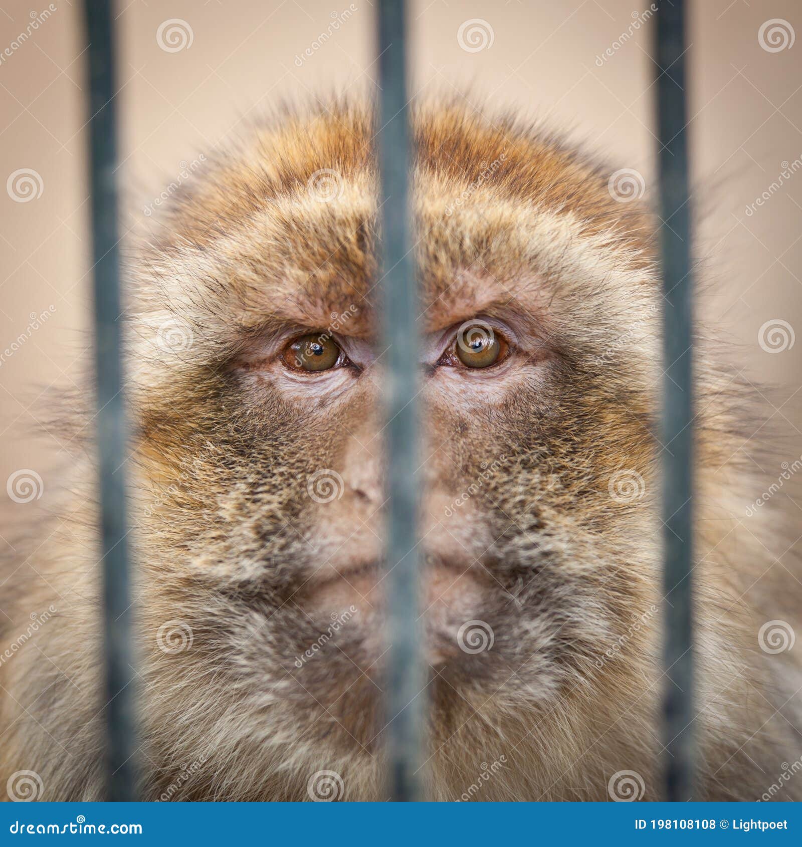 Caged - Monkey Behind Bars of a Cage Stock Photo - Image of depression ...