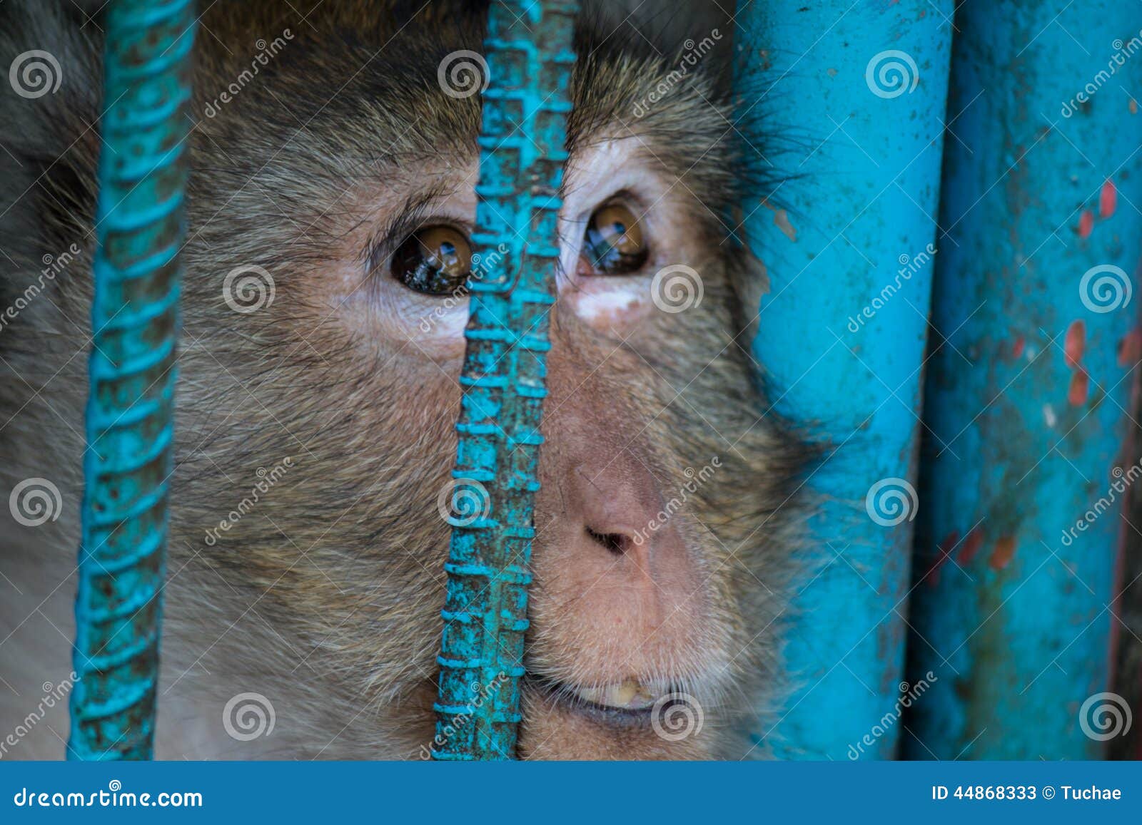 Caged monkey stock image. Image of cage, cruelty, animal - 44868333