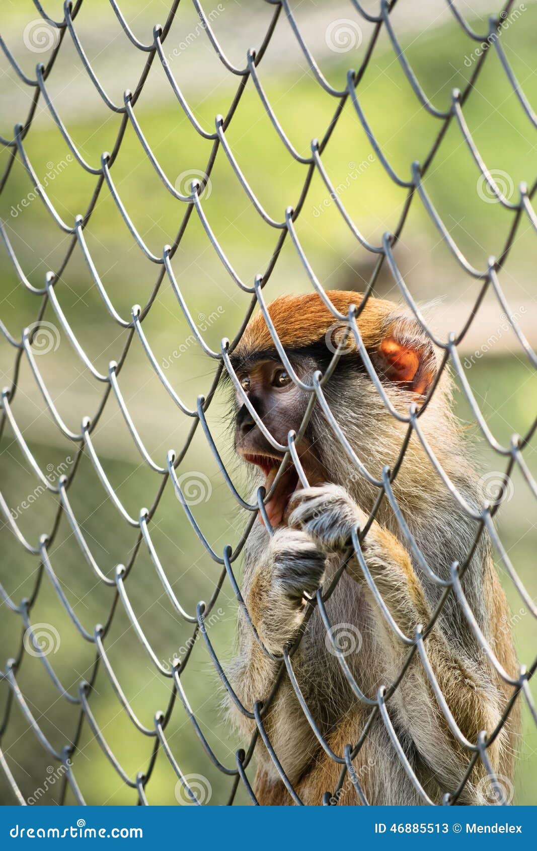 Caged - Monkey Behind Bars Of A Cage Stock Photo | CartoonDealer.com ...