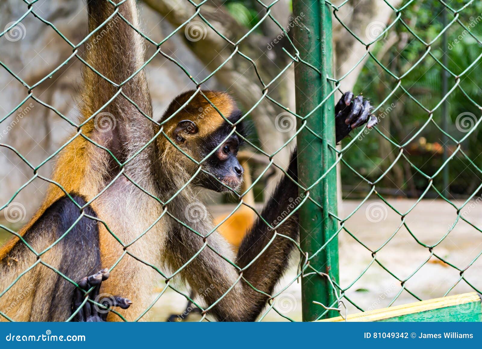 Caged Monkey stock photo. Image of tropic, exotic, nature - 81049342