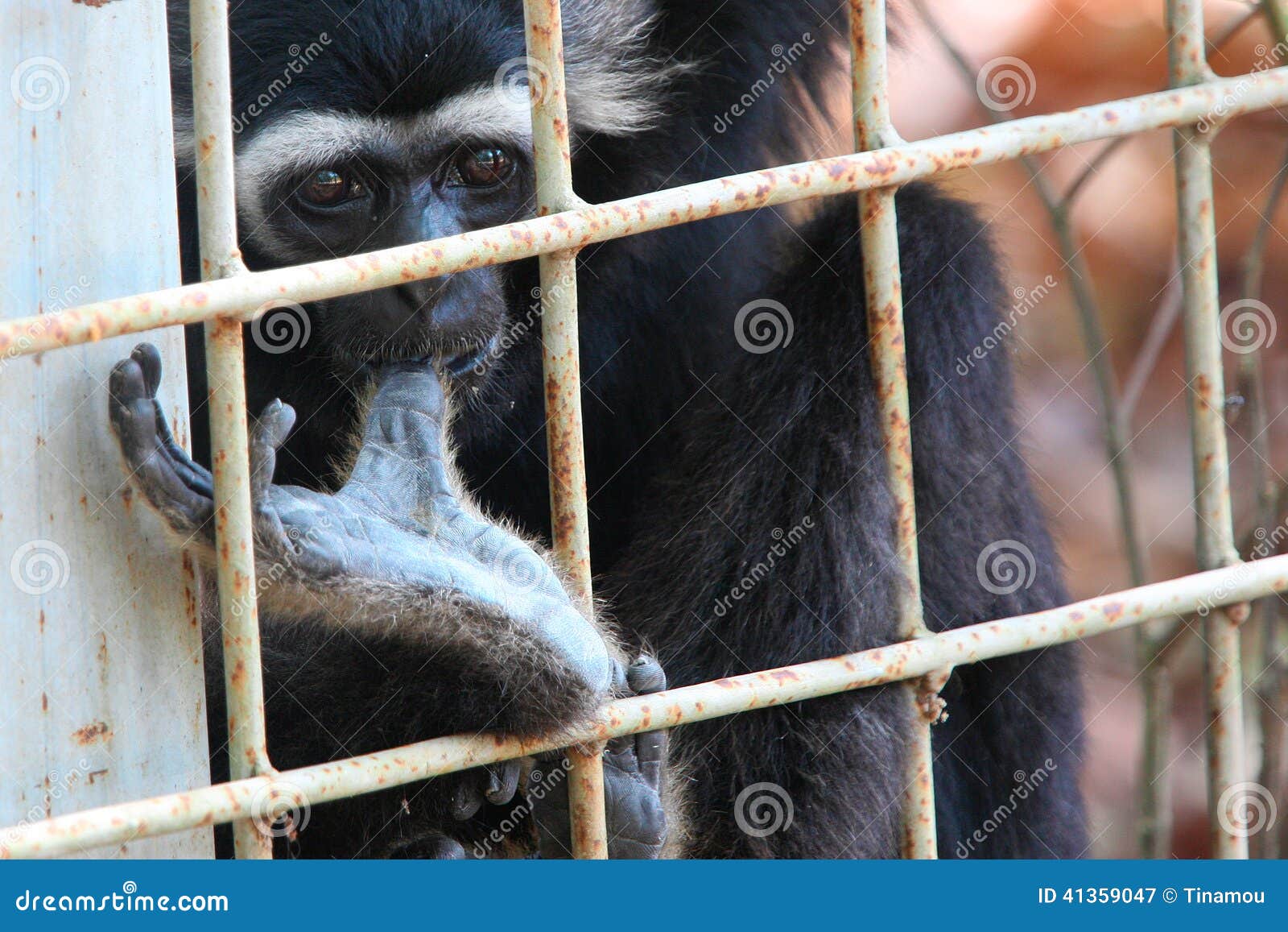 Caged Monkey Looks Outside with Thumb in Mouth Stock Image - Image of ...