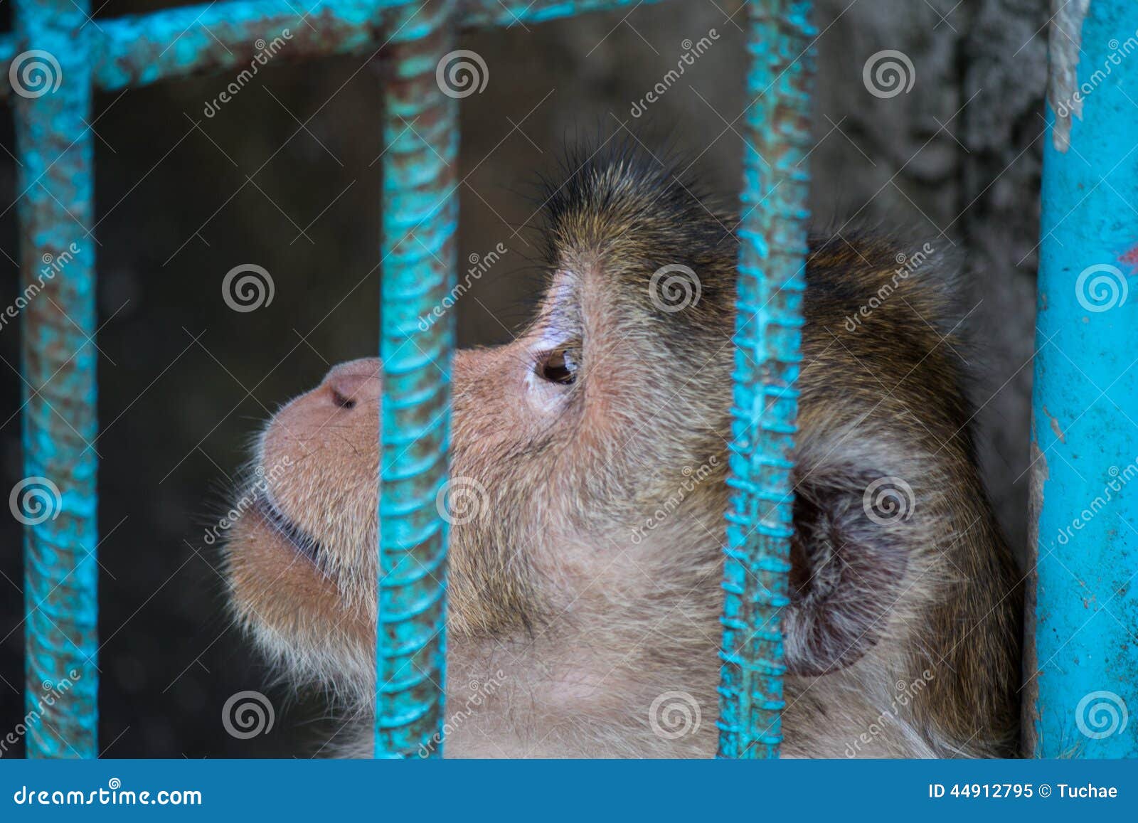 Caged monkey stock image. Image of cruelty, fence, lemur - 44912795