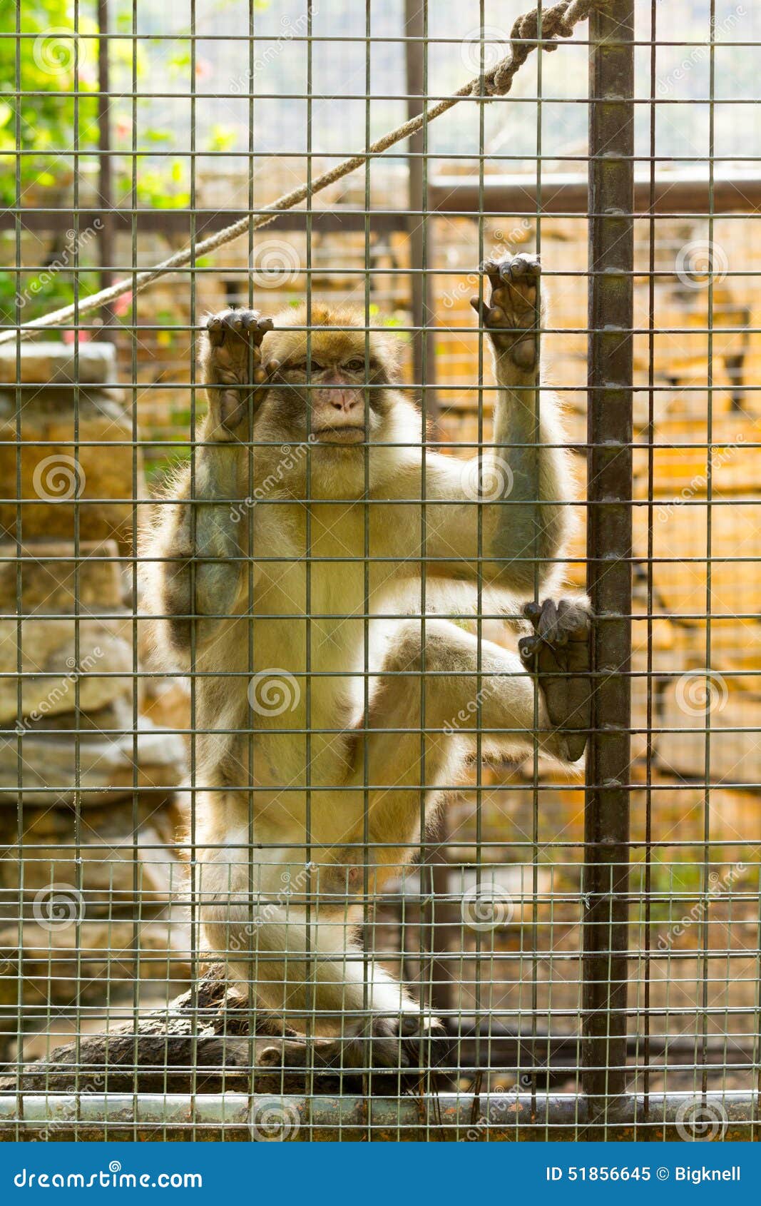 Caged Monkey with Sad Looking Stock Image - Image of travel, monkey ...