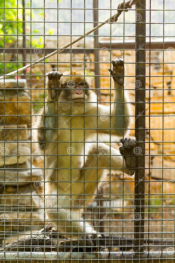 Caged Monkey with Sad Looking Stock Image - Image of travel, monkey ...