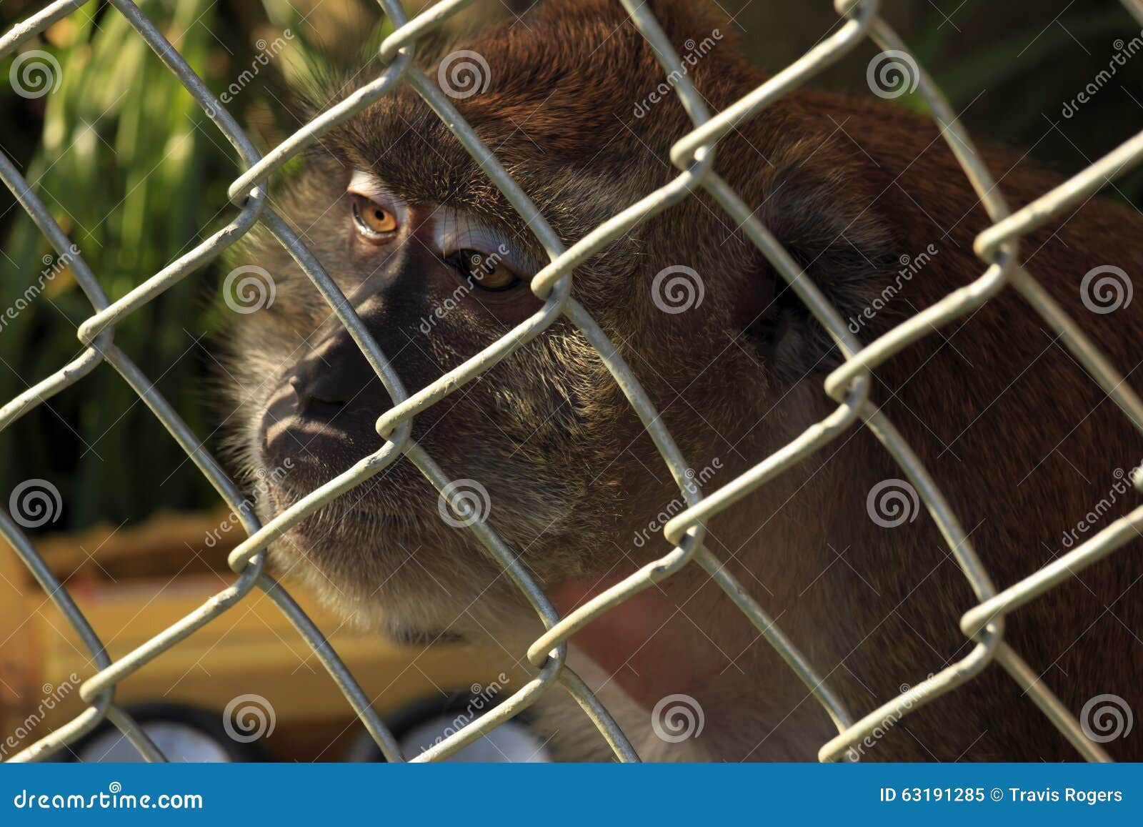 Caged Monkey stock image. Image of tree, thinking, thought - 63191285