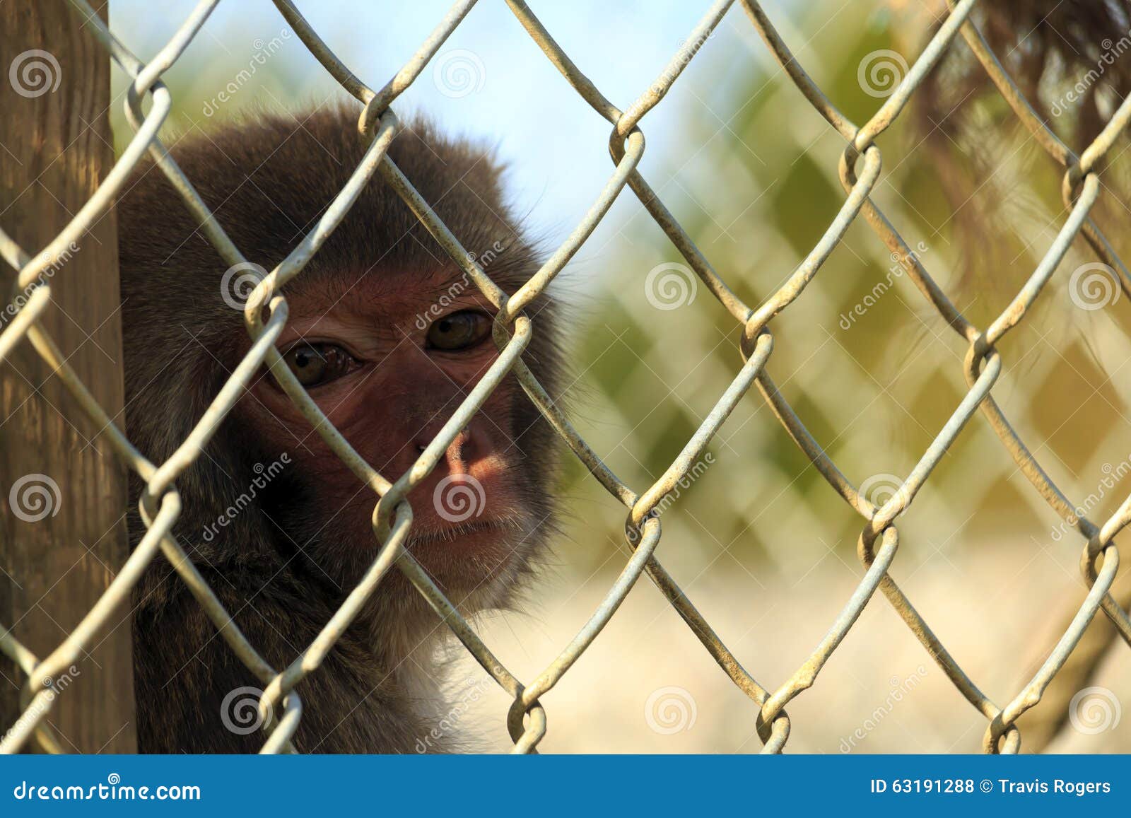 Caged Monkey stock photo. Image of cute, face, adorable - 63191288
