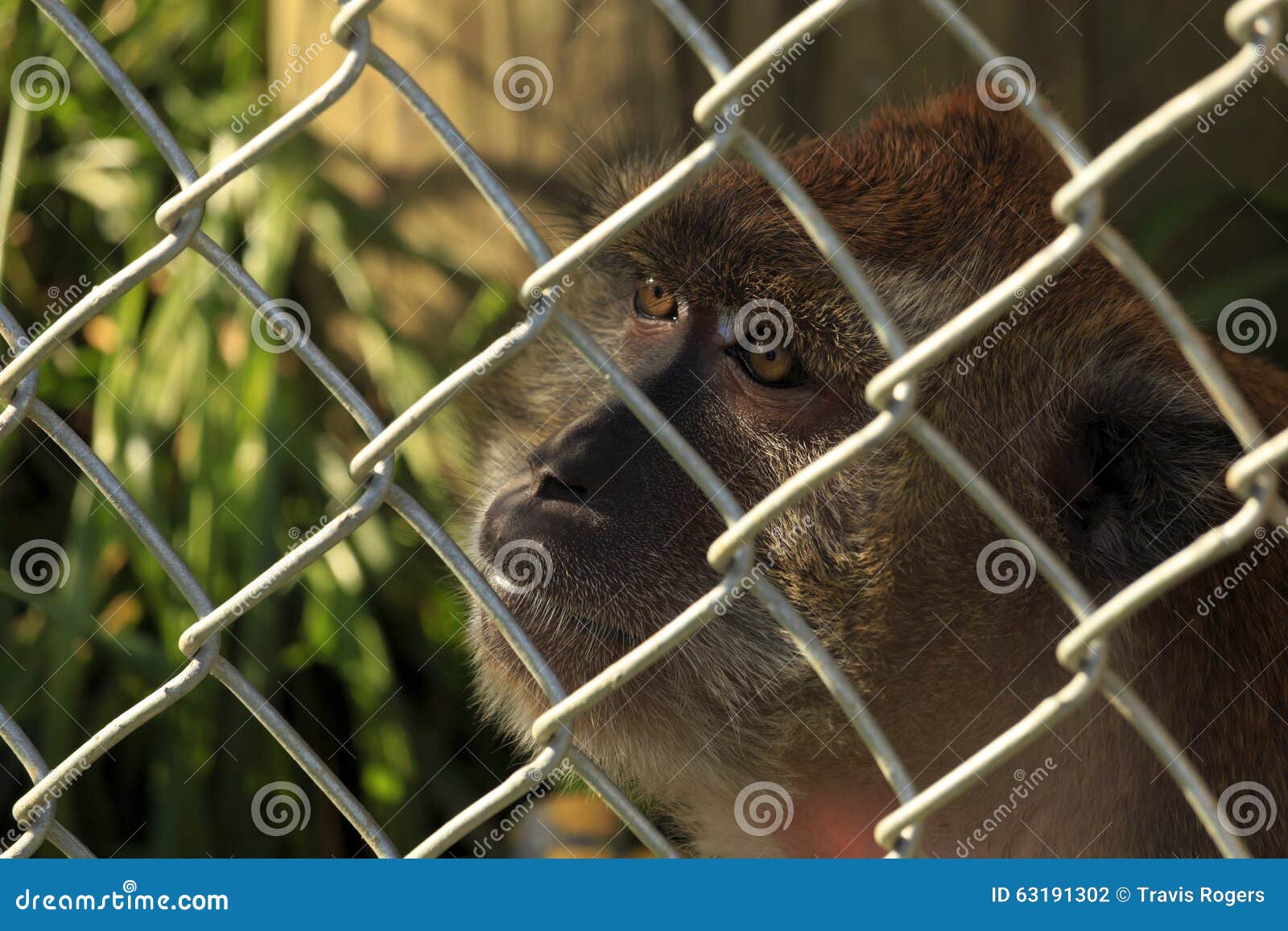 Caged Monkey stock photo. Image of cage, primate, deep - 63191302