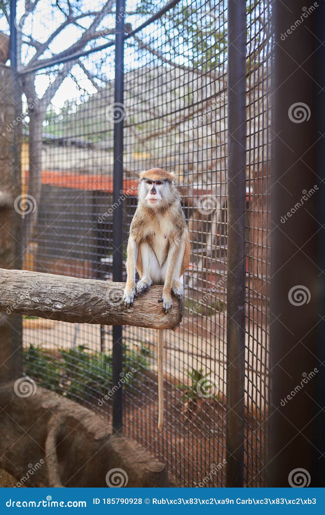 Caged - Monkey Behind Bars Of A Cage Stock Photo | CartoonDealer.com ...