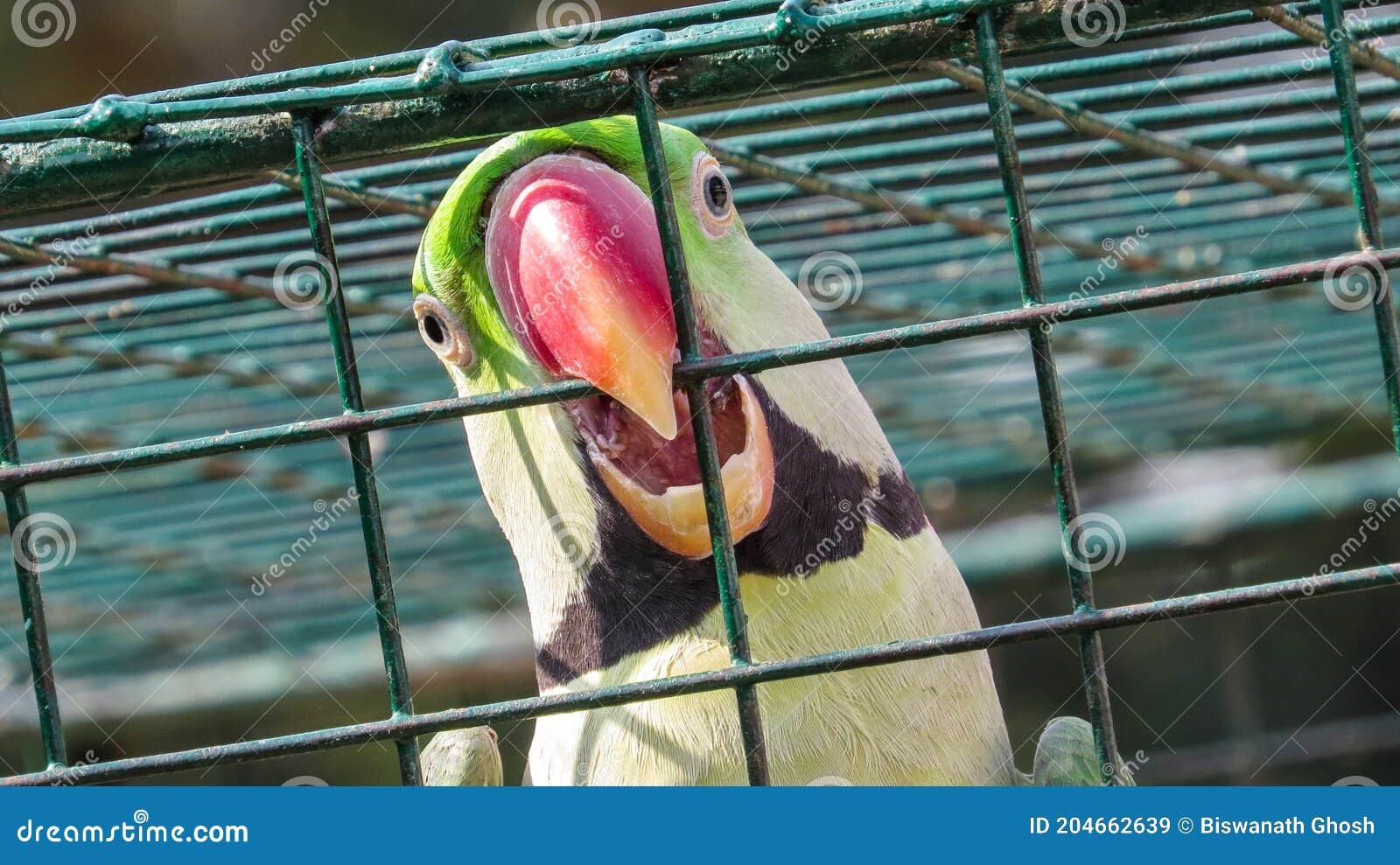 Caged Parrot stock image. Image of animal, budgie, breakfree - 204662639