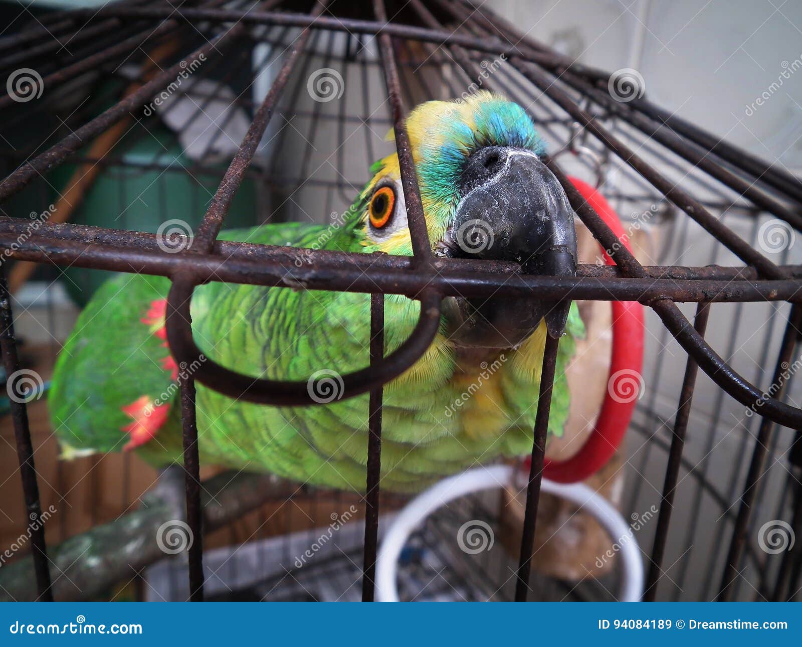 Caged parrot stock image. Image of despair, exotic, colorful - 94084189