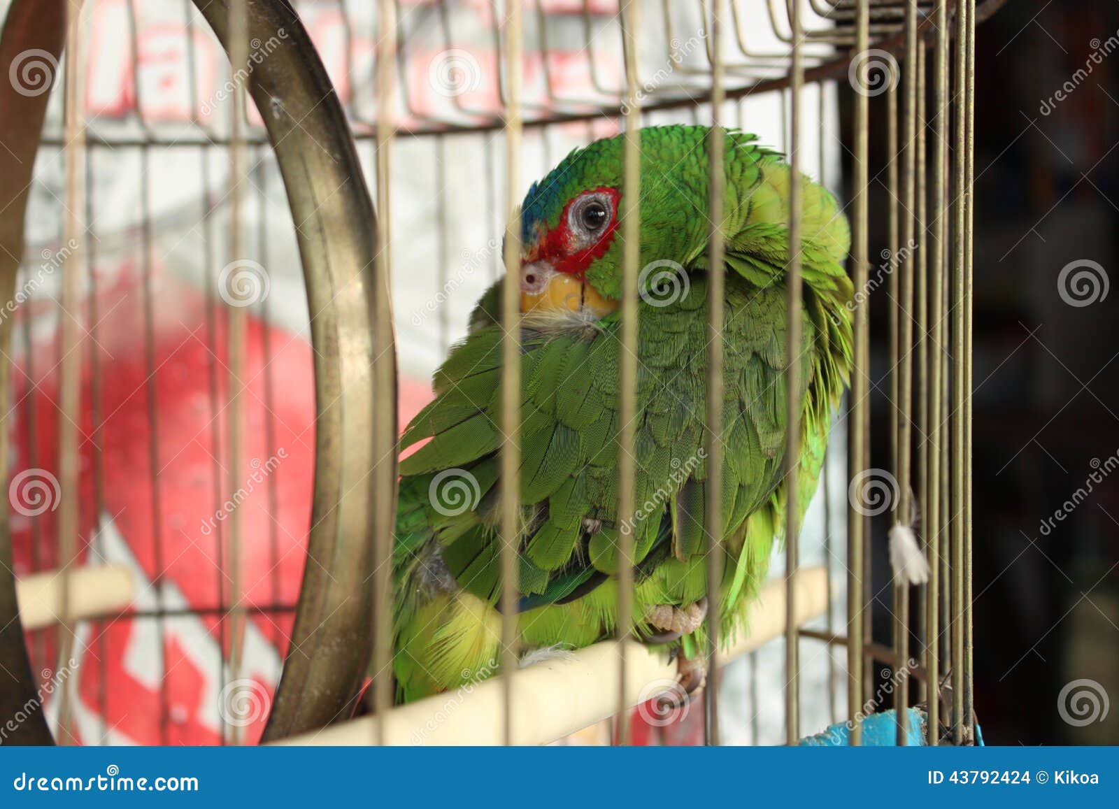 Caged parrot opens its eye stock photo. Image of hope - 43792424