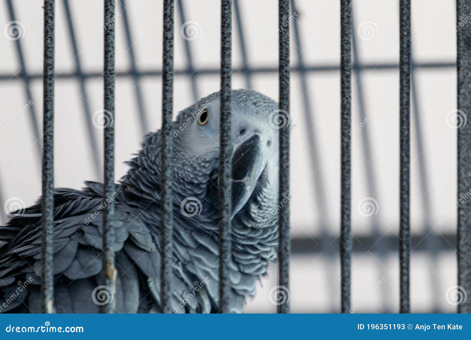 Caged parrot stock image. Image of beautiful, jail, feather - 196351193