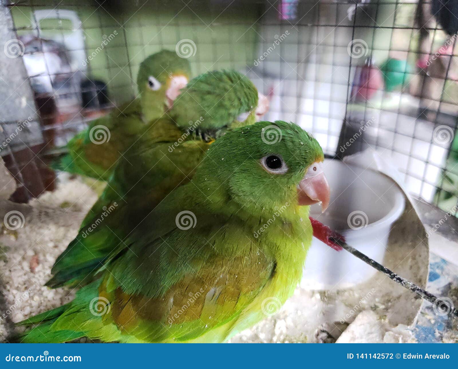 Caged Parrots stock photo. Image of parrots, animals - 141142572