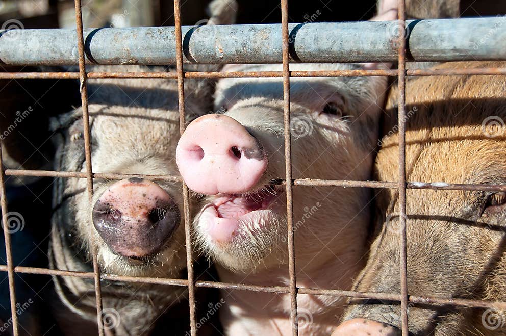 Caged pigs stock image. Image of fence, snouts, boar - 25823737