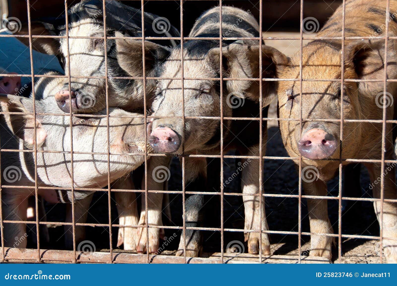 Caged pigs stock photo. Image of agriculture, fence, swine - 25823746