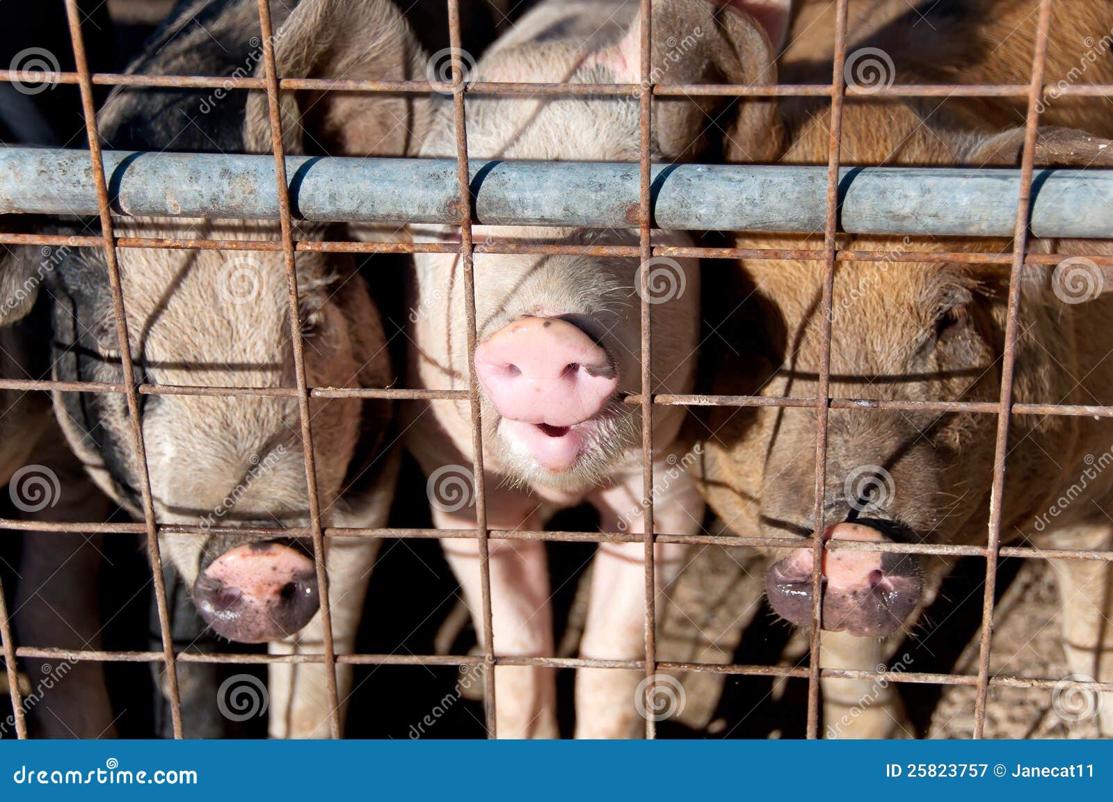 Caged pigs stock image. Image of farming, snouts, fence - 25823757