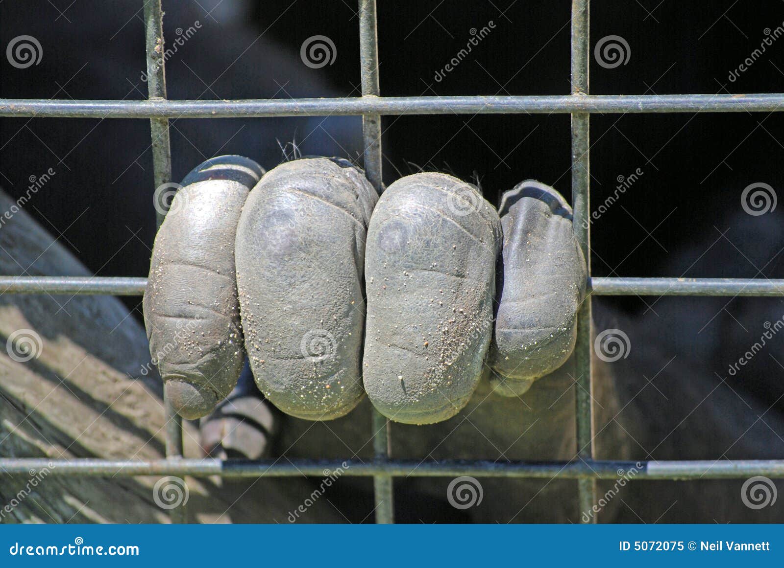 Caged primates hand stock image. Image of plea, cage, clasp - 5072075