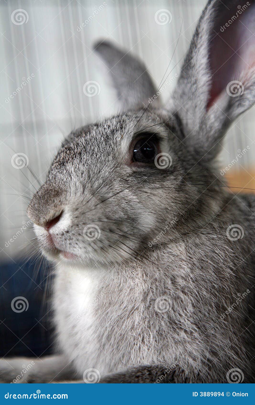 Caged rabbit stock photo. Image of coat, ears, whiskers - 3889894