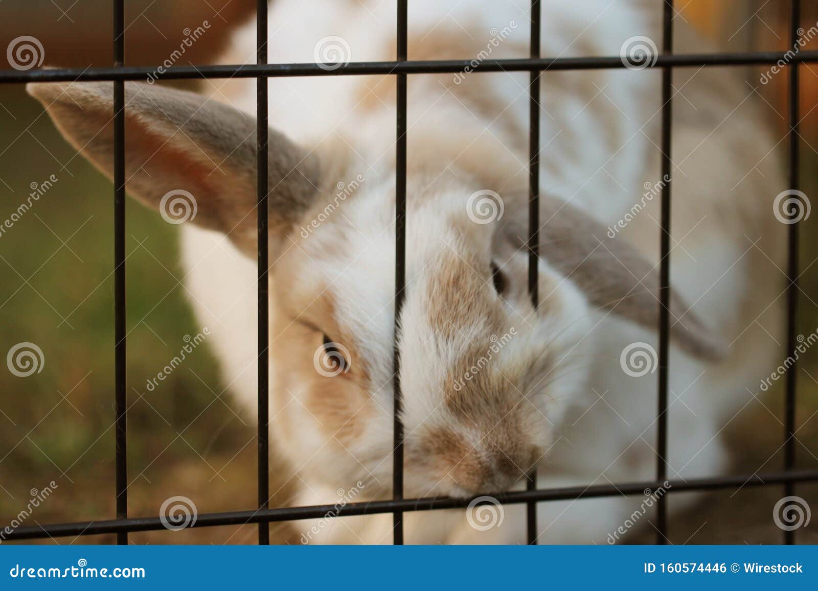 Caged Rabbit stock photo. Image of white, animal, tiny - 160574446