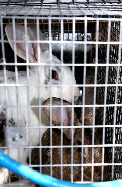 Caged rabbits stock image. Image of rights, animal, rabbit - 6066927