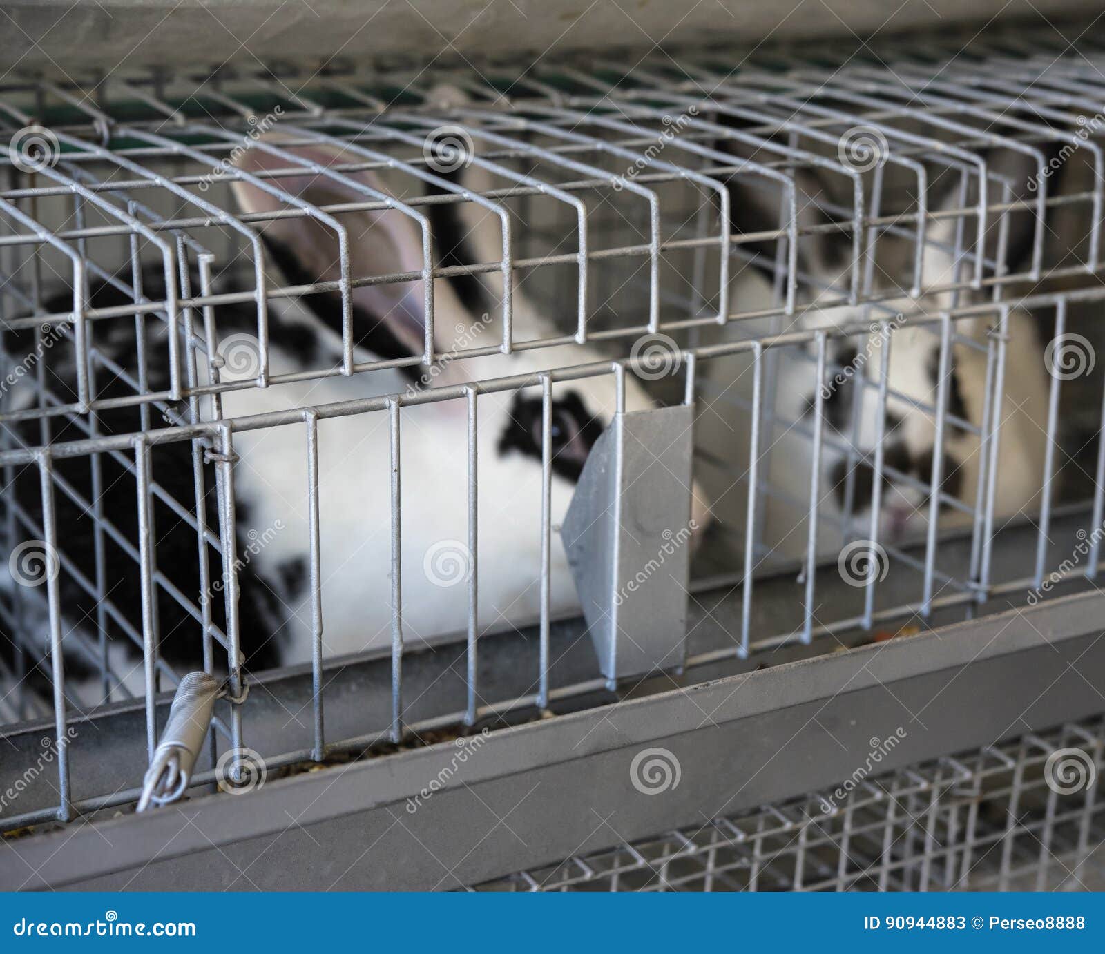 Caged Rabbits in Breeding, Selective Focus Stock Image - Image of cute ...
