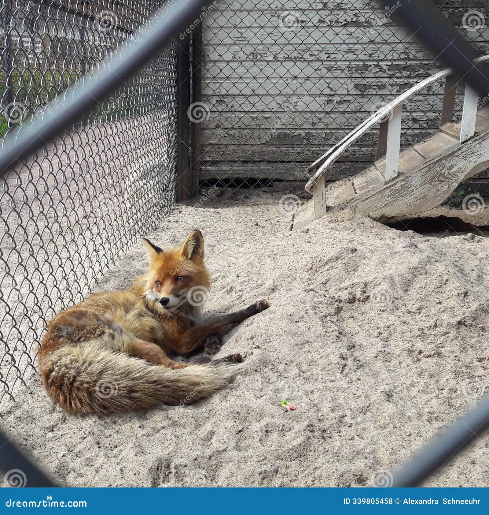 Distressed and Sad Red Fox in a Cage Stock Photo - Image of wildlife ...