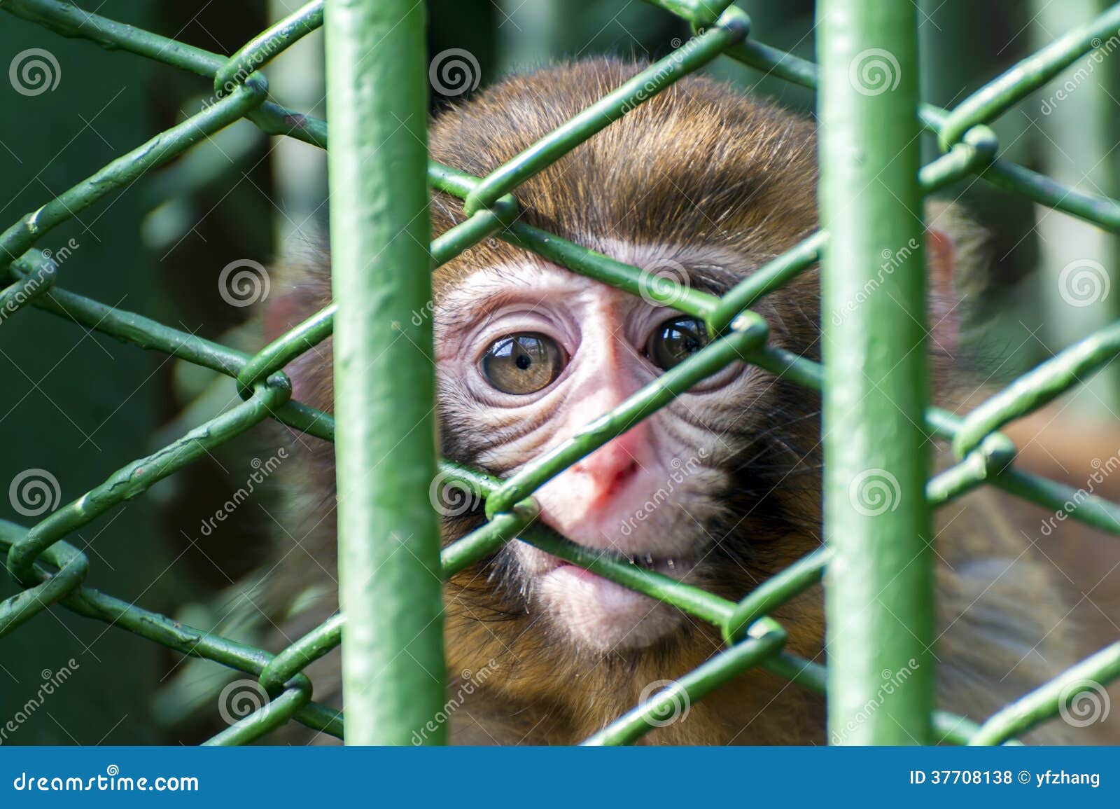 Caged Sad Monkey Yearning for Freedom Stock Photo - Image of yearn ...
