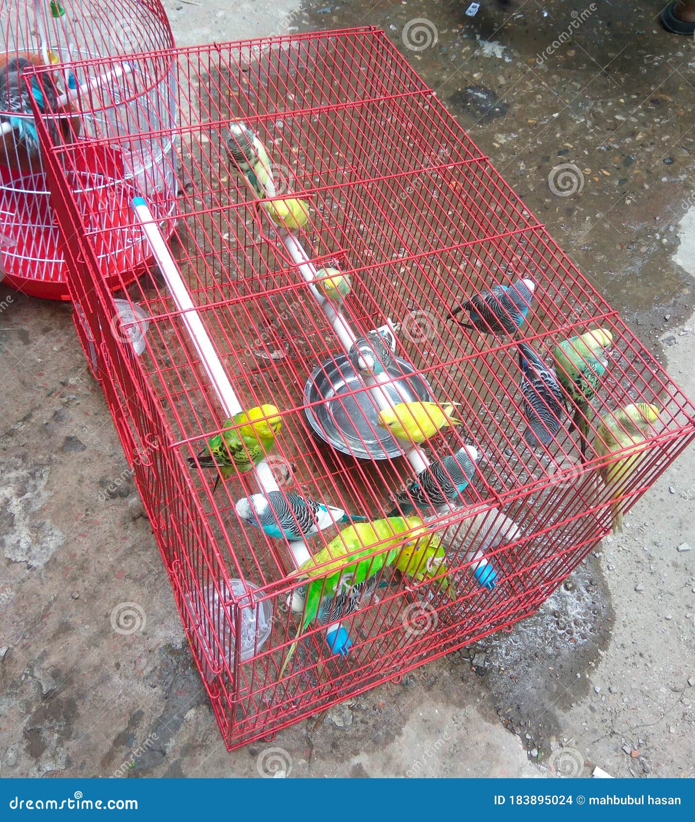 Caged parrots birds. stock photo. Image of redcaged - 183895024