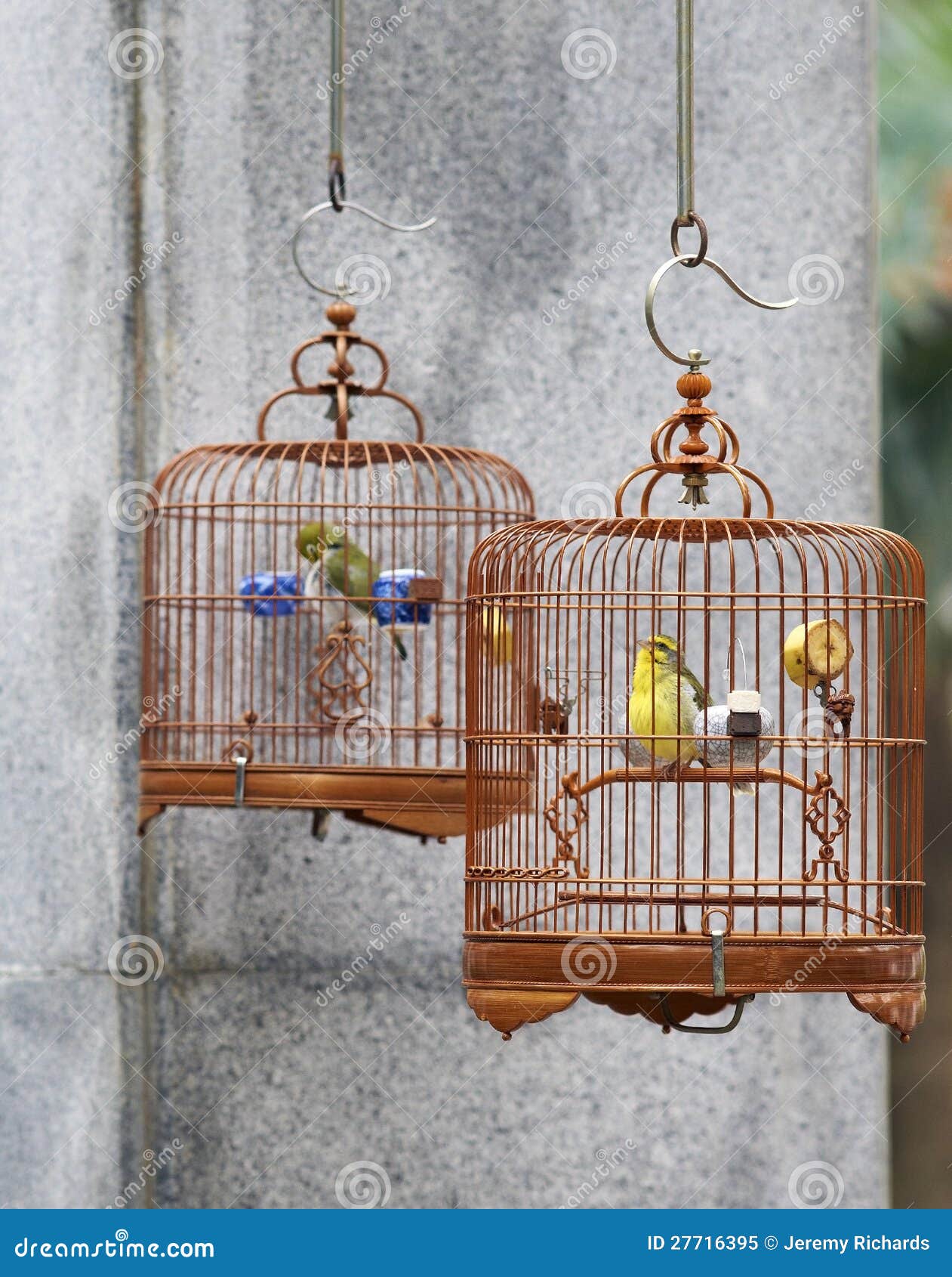 Caged song birds stock image. Image of song, asian, china - 27716395