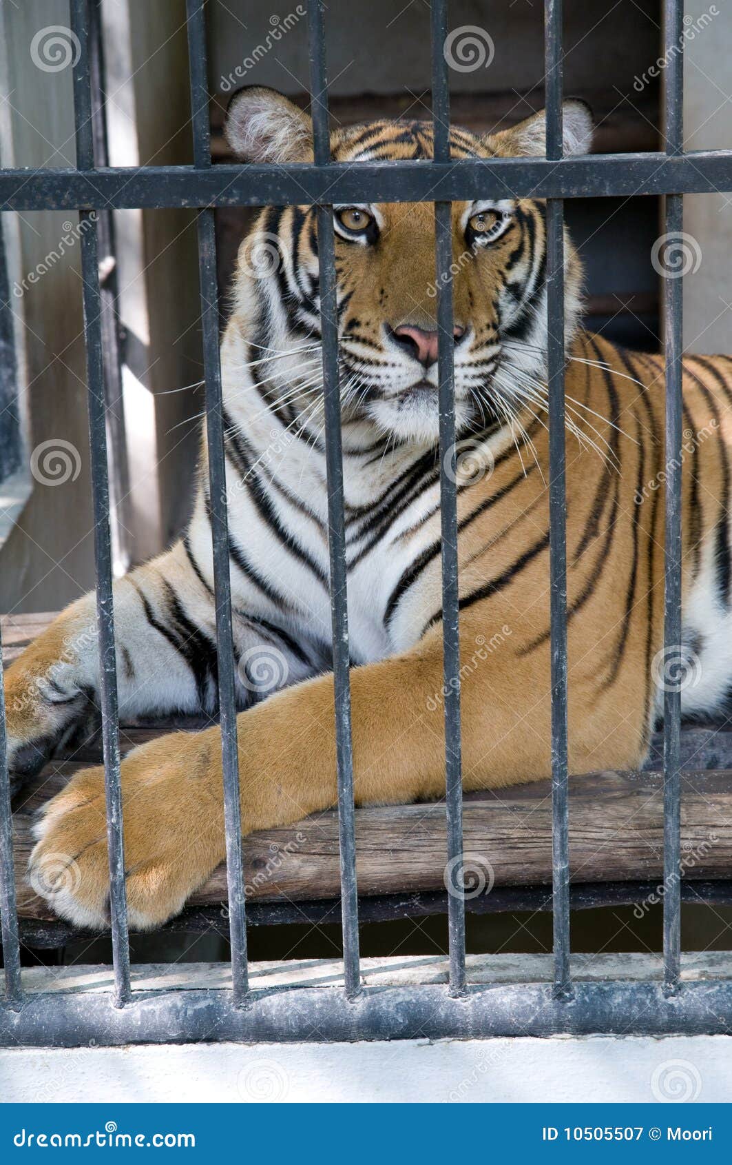 Caged tiger stock image. Image of captivity, wildlife - 10505507