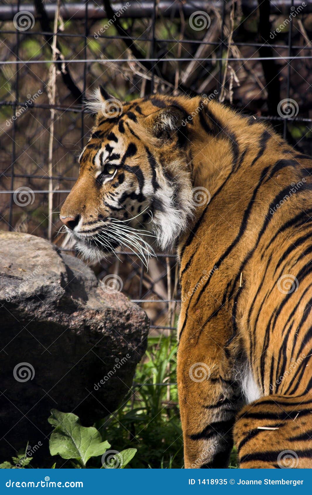 Caged tiger stock image. Image of black, tiger, nose, eyes - 1418935