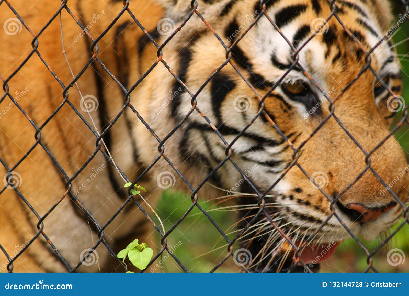 Caged tiger stock photo. Image of trapped, caged, tigerprint - 132144728