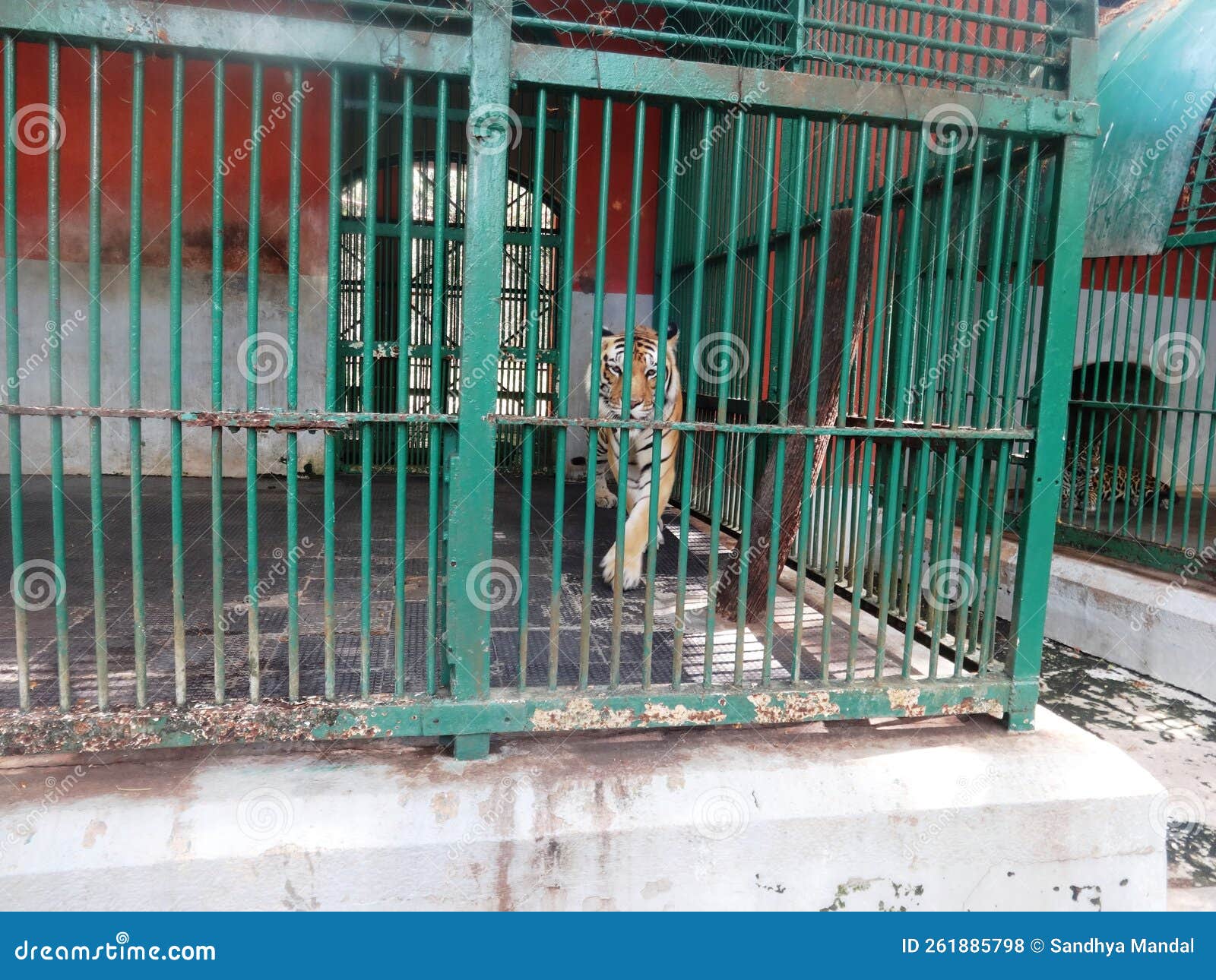 Caged Tiger Inside Trivandrum Zoo in Kerala Stock Photo - Image of ...