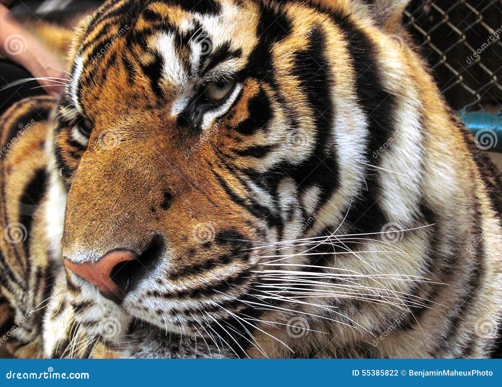 537 Caged Tiger Stock Photos - Free & Royalty-Free Stock Photos from ...