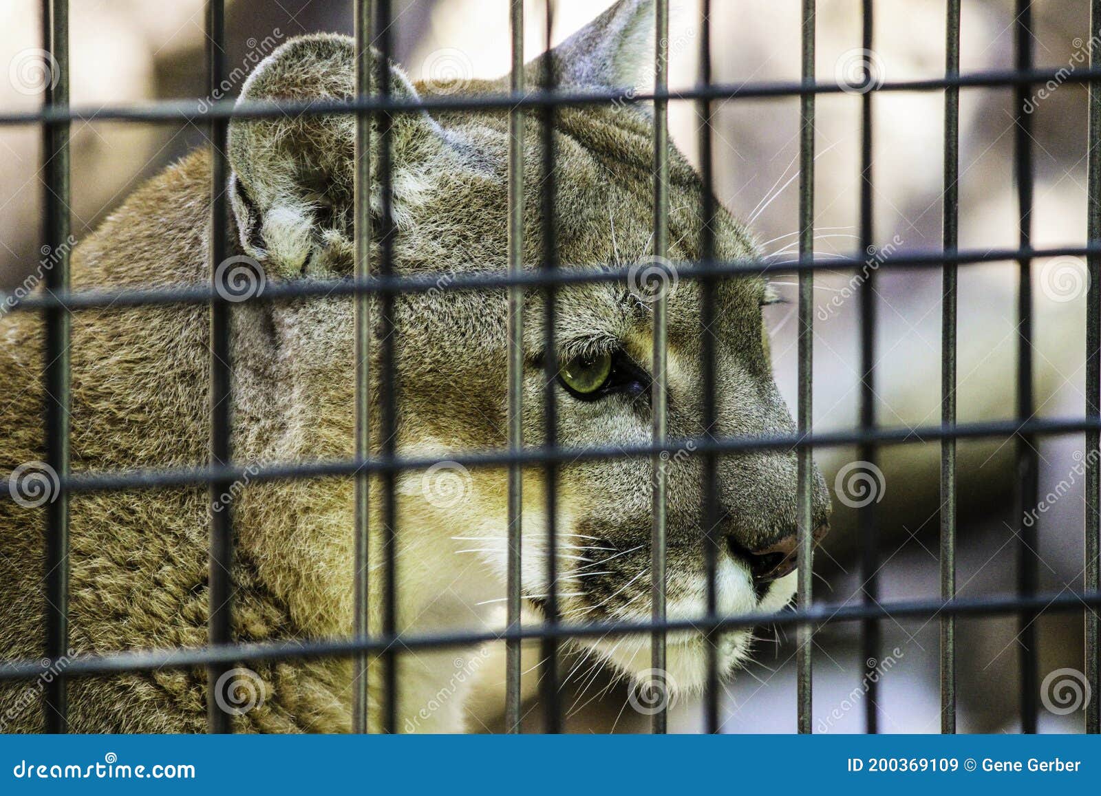 Caged Tiger stock image. Image of prison, wire, yellow - 200369109