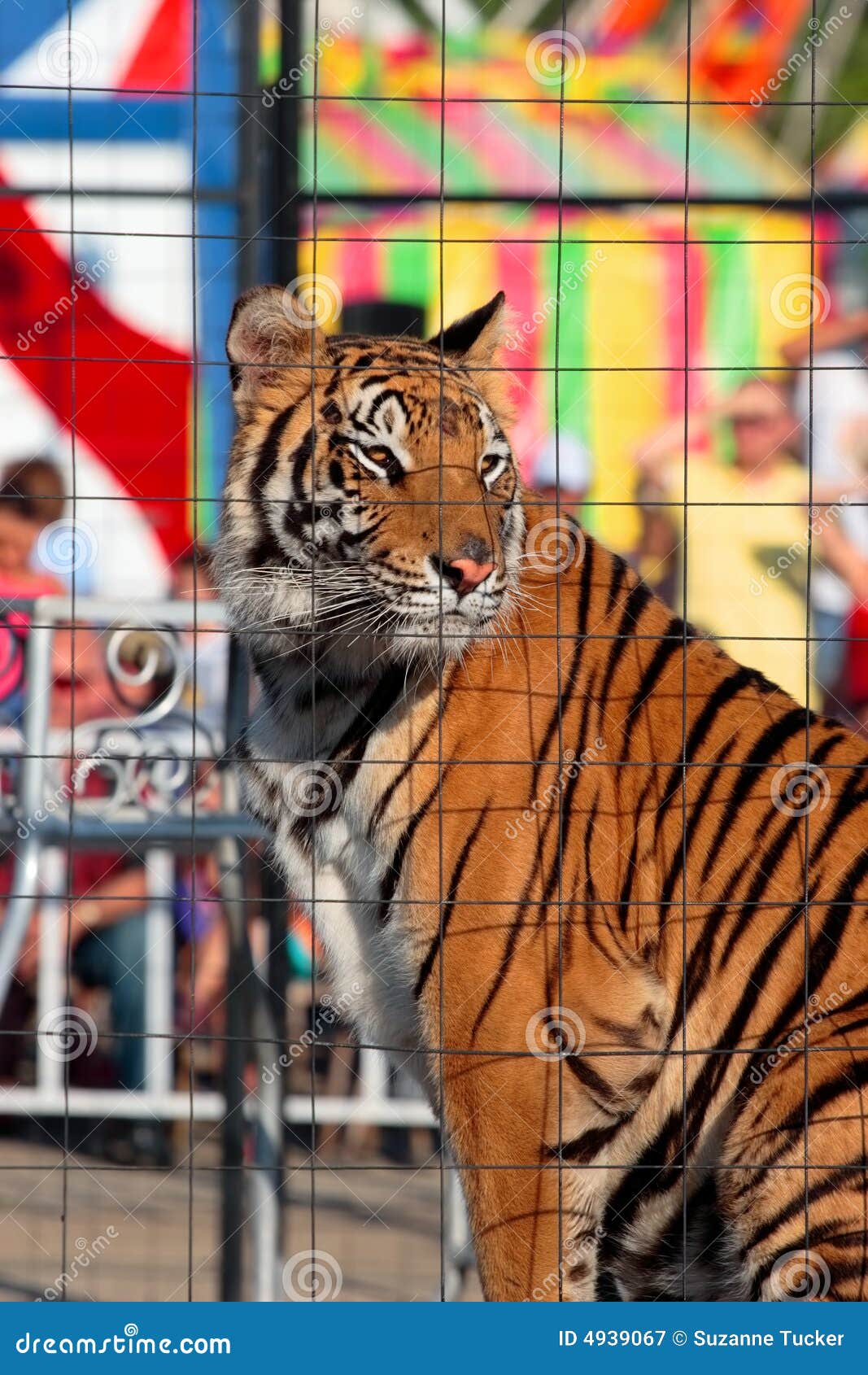 Caged tiger in a show stock image. Image of beauty, perform - 4939067