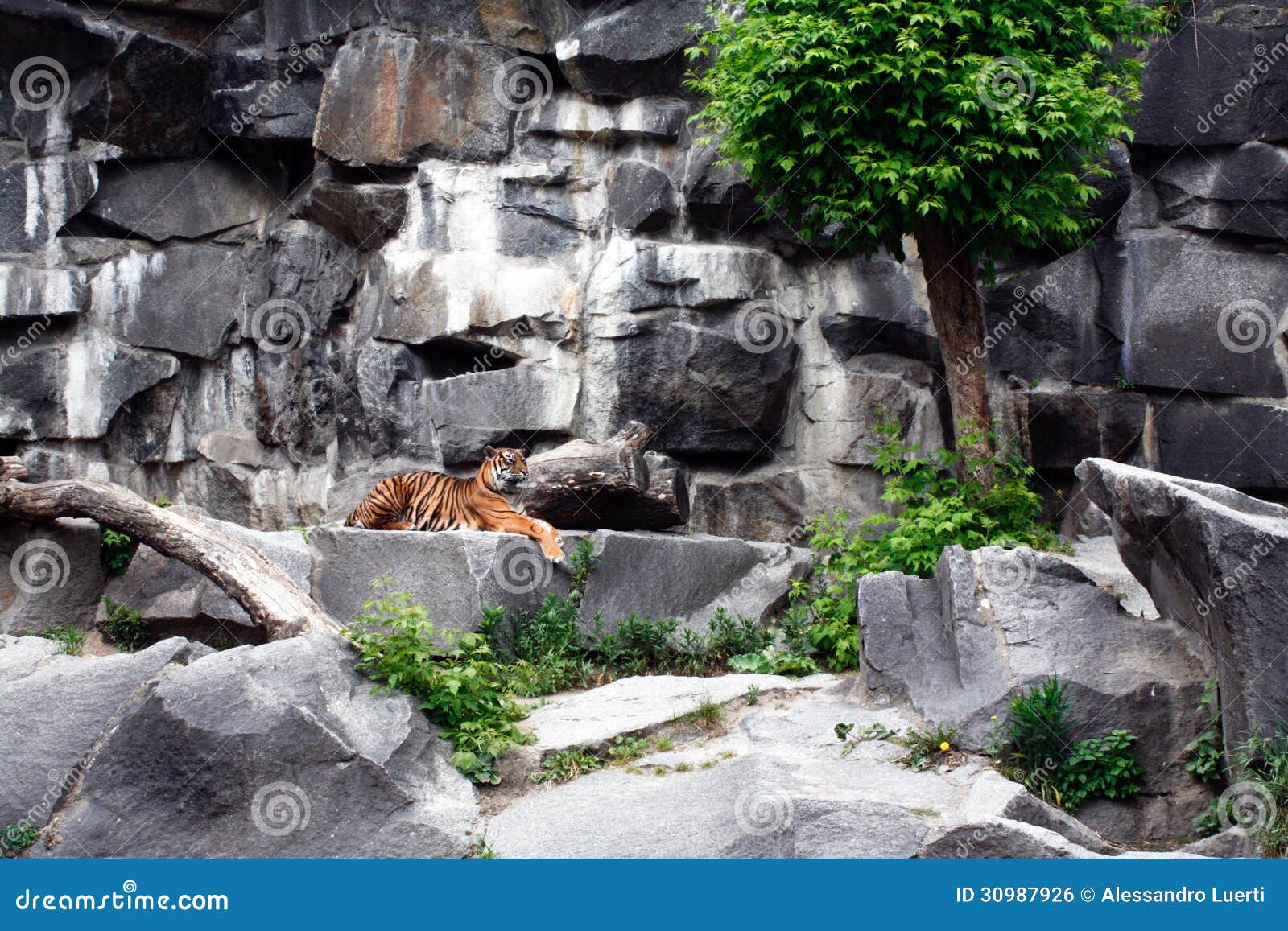 CAGED TIGER stock photo. Image of face, captive, danger - 30987926