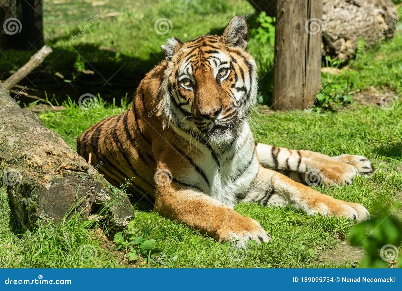 Caged tiger at the zoo stock photo. Image of captivity - 189095734