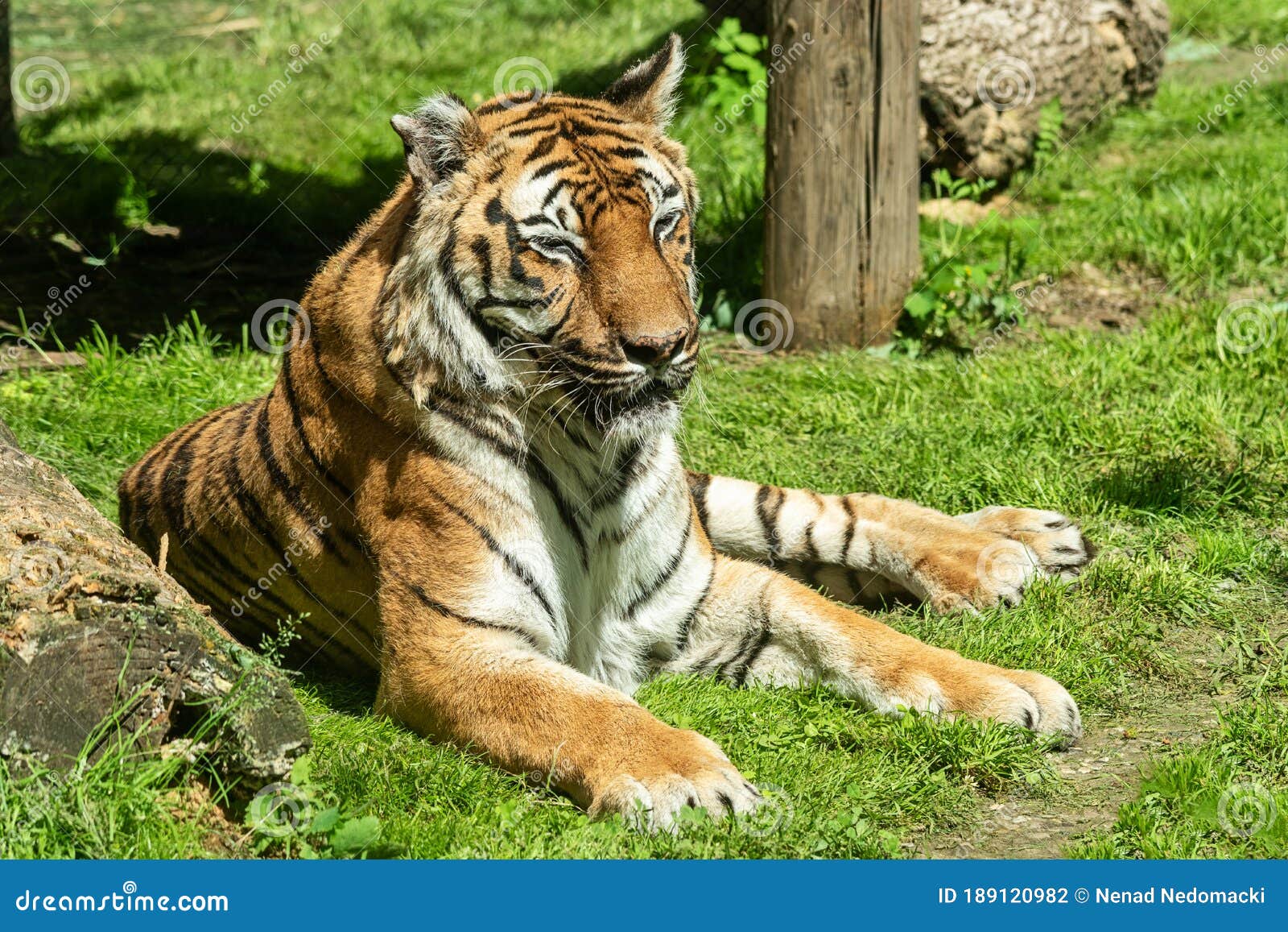 Caged tiger at the zoo stock photo. Image of beauty - 189120982