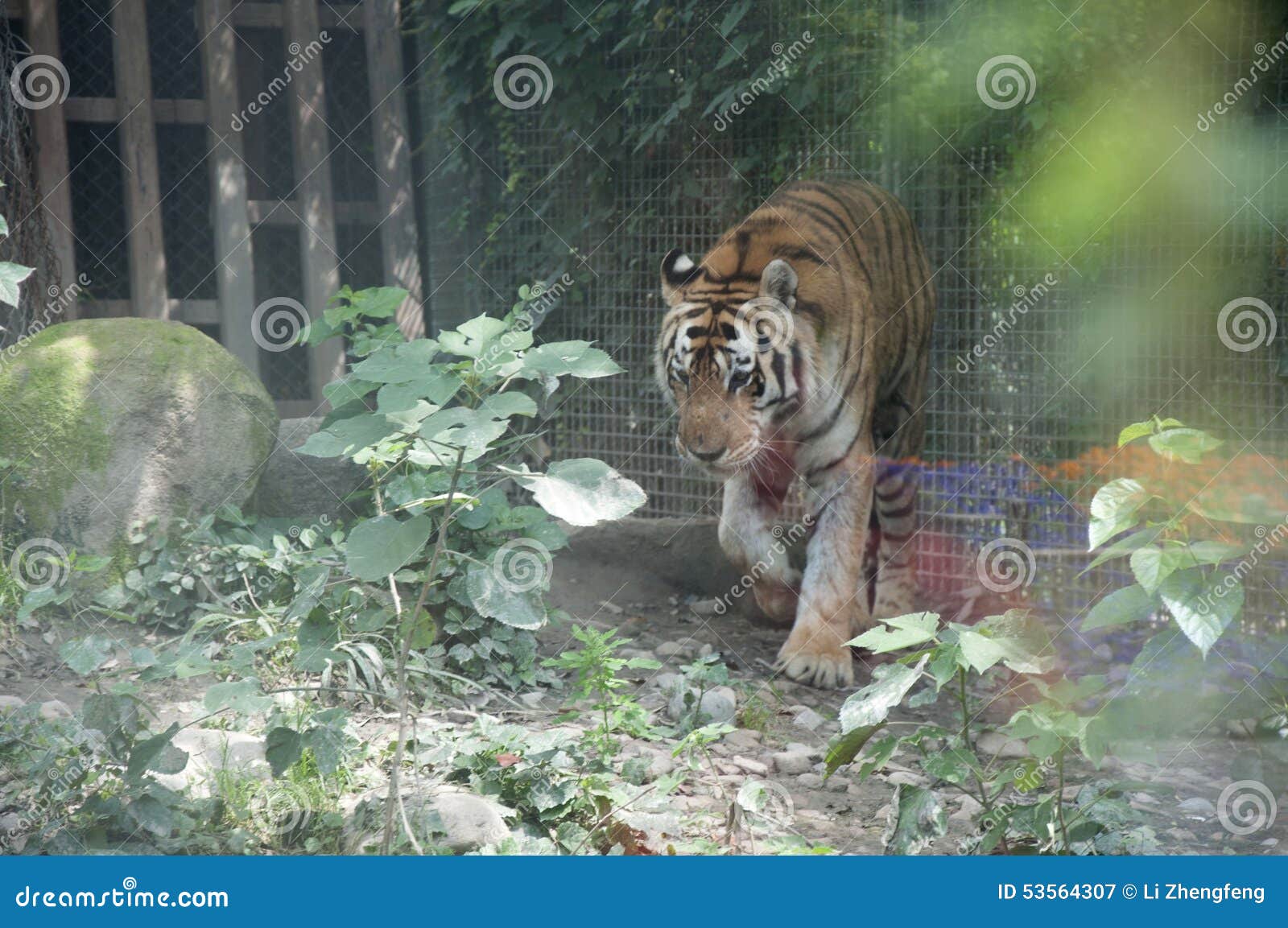Caged tiger stock image. Image of ferocious, figures - 53564307