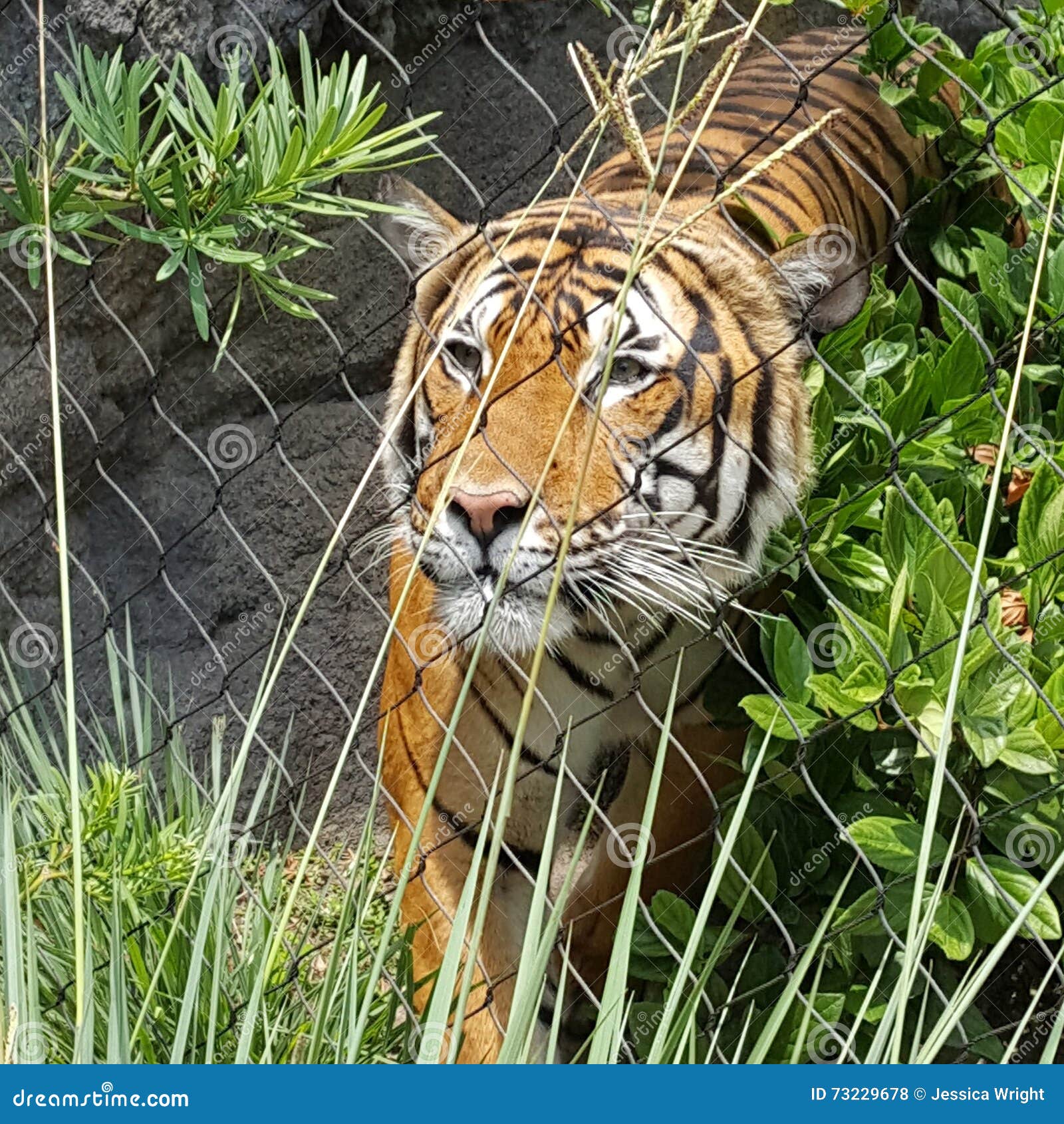 Caged Tiger editorial stock photo. Image of chain, tiger - 73229678