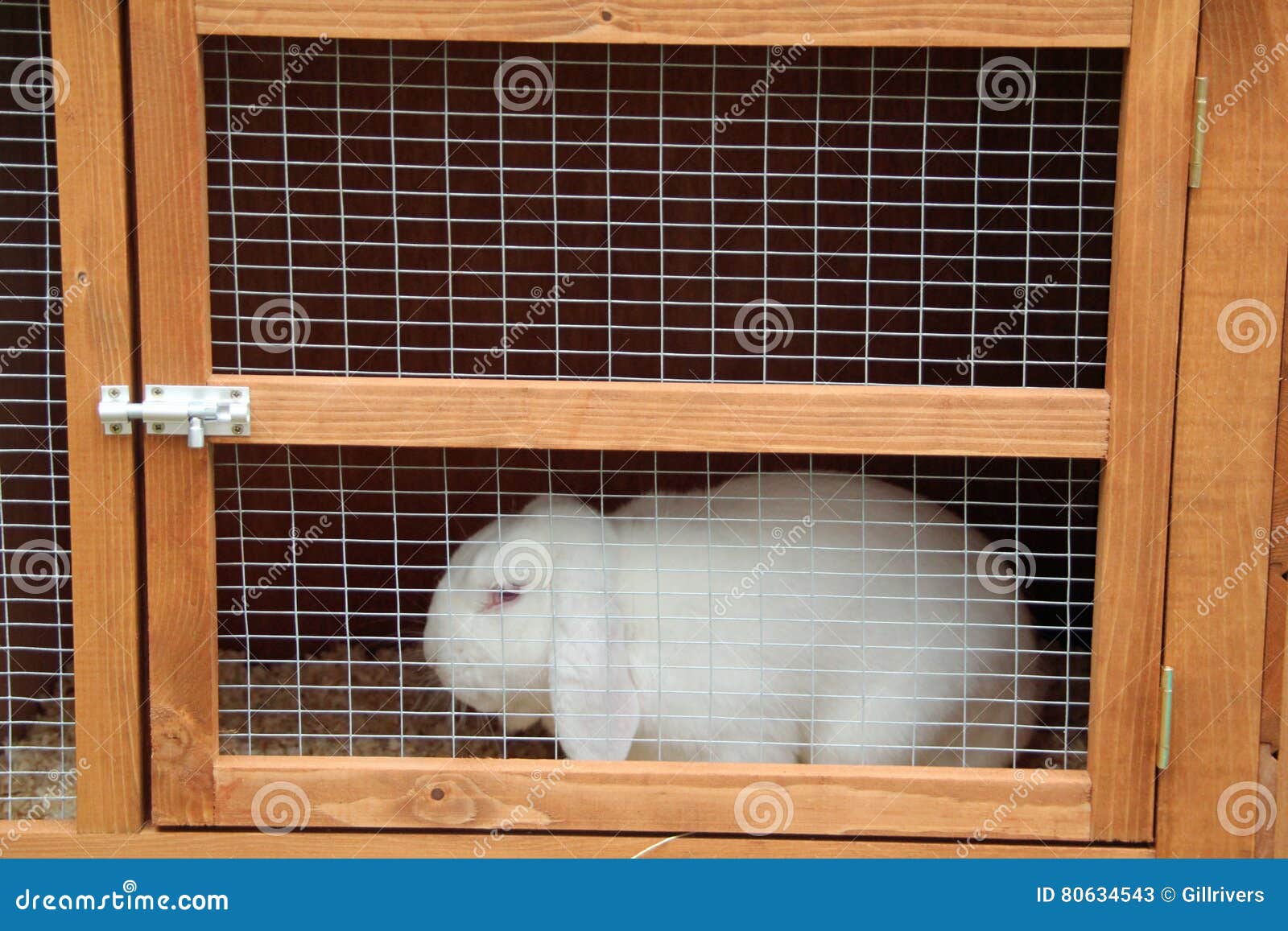 Caged White Rabbit stock image. Image of caged, industries - 80634543